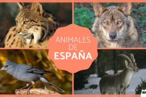 Animales españoles en América: el impactante legado de la conquista