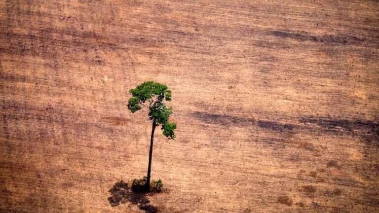 Qué pasaría si desaparecieran las plantas de un ecosistema