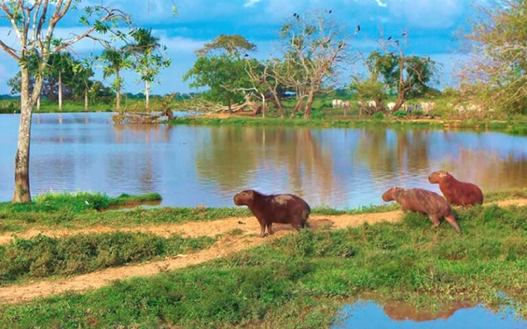 Maravillas de los Llanos Orientales: Historia y Cultura en Tierras ...